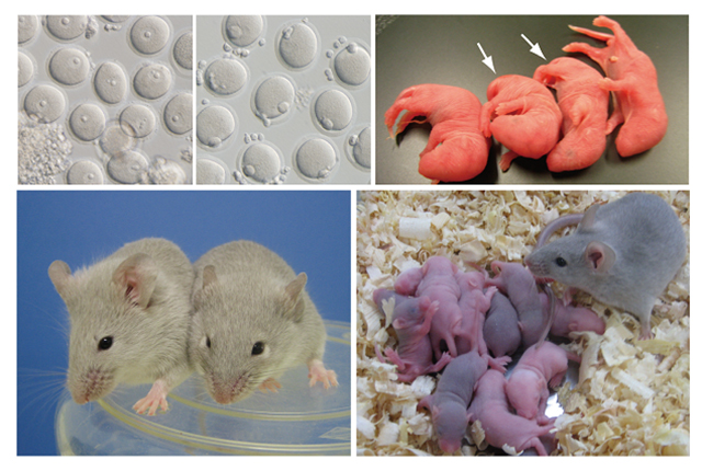 First Ever Mouse Eggs Created From Stem Cells - PreScouter - Custom ...