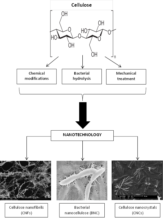 Nanocellulose: Nano in size, tremendous in strength and endless in ...