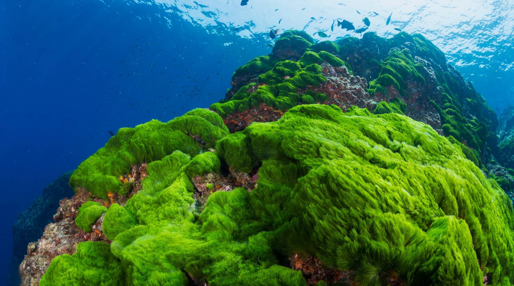 The future of sustainable seafood & the role of Algae